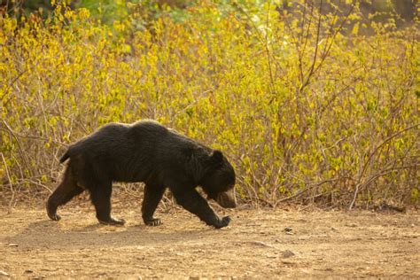 Things To Know About Sloth Bears Red Earth