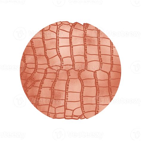 Copper Aligator Pattern Circle Background 14968420 Png