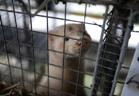 Mink Farm