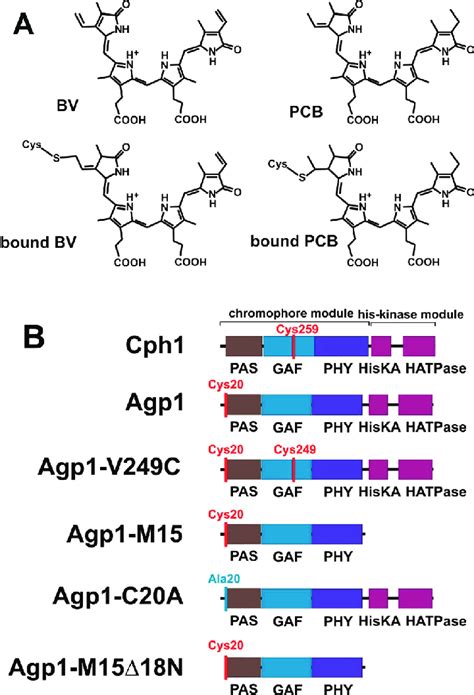 A Chemical Structures Of The Bv And Pcb Chromo Download Scientific