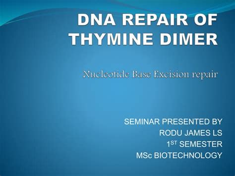 Dna Repair Of Thymine Dimer Pptx