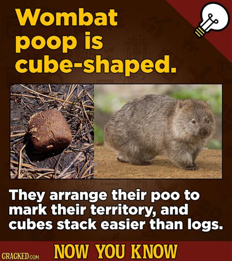 38 Helpless Bits Of Trivia Thatll Live In Your Brains Basement And