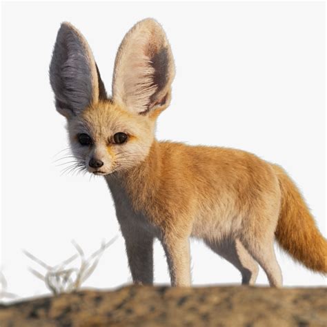 Fennec Fox Animated Model Turbosquid 2056589