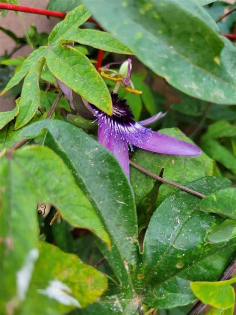Passion Flowers Are Fruiting Rgardening