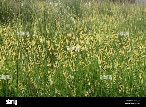 Wild Barley Grass Hare Barley Or Common Foxtail Weed Seed Heads In