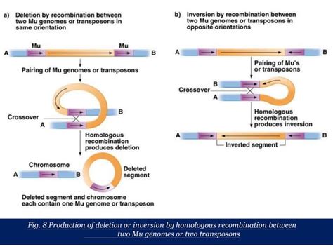 Transposable Elements And Transposon Mutagenesis Ppt