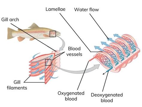 Multicellular Organisms Free Notes And Practice Biology Aqa A Level