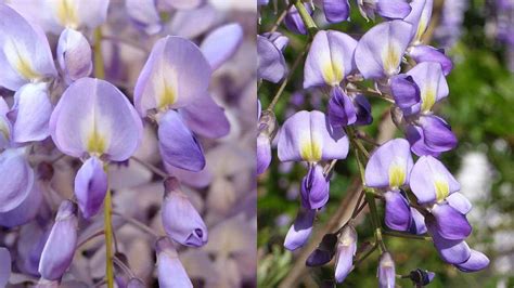 Blauregen Tig Oder Nicht Karin Greiner Pflanzenlust