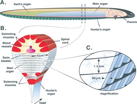 Electric Eel Electricity