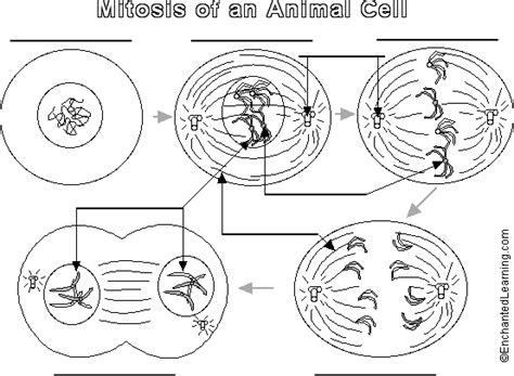 Prophase Labeled Diagram