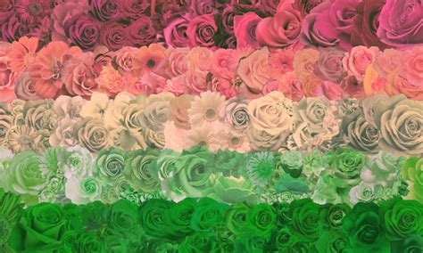 Aroflux Flower Pride Flag