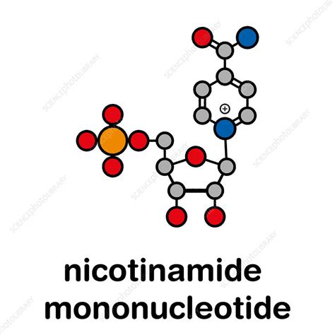 Nicotinamide Mononucleotide Molecule Illustration Stock Image F029