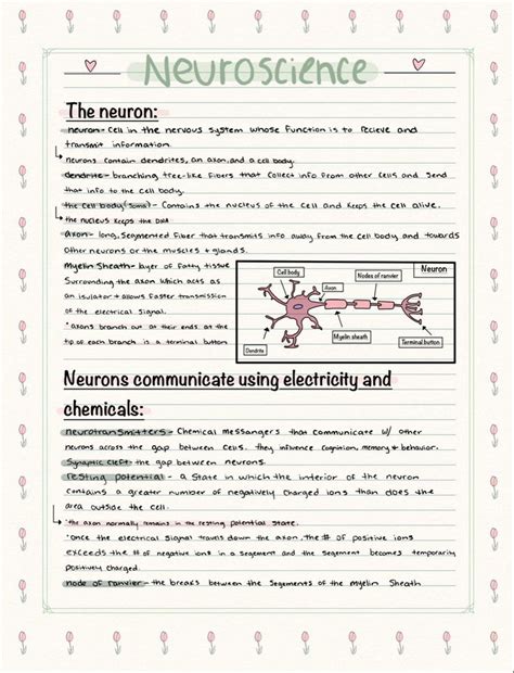 Neuroscience Worksheet Aesthetic Notes For Psychology Students