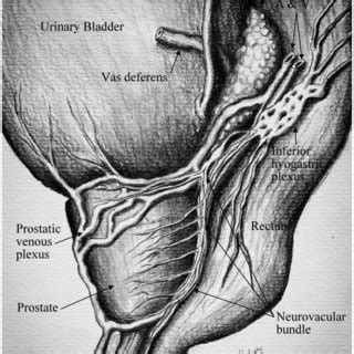 Neurovascular Supply Of Prostate Gland Prostate Gland Receives Sensory