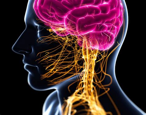 When The Brain Starts Shrinking With Ms What You Need To Know S1e15
