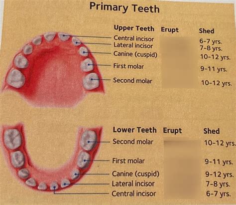 Clinic Lecture 103 Primary Teeth Eruption Diagram Quizlet