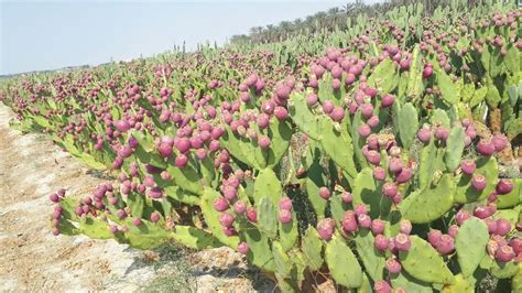 ایجاد بزرگترین نهالستان کاکتوس آپونتیا در استان یزد خبرگزاری صدا و سیما