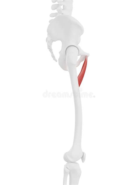 The Adductor Brevis Stock Illustration Illustration Of Male 141769587