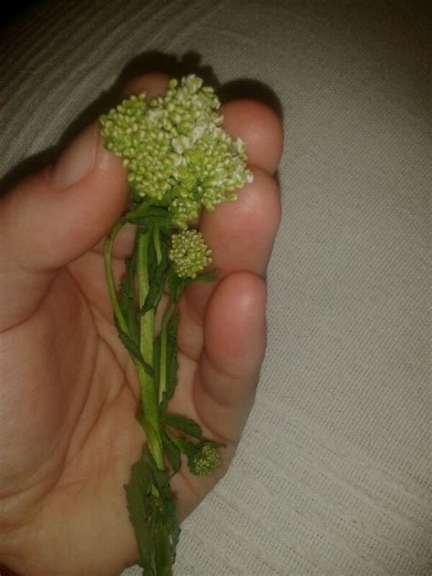 Ayuda A Identificar Tres Plantitas