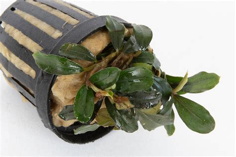 Bucephalandra Kedakang Aq1535 Lincspplants