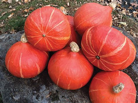 Types Of Orange Squash Types Of Winter Squash Learn About Growing