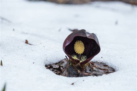 Early Plants Skunk Cabbage Huron Clinton Metroparks
