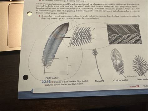 Bird Feathers Diagram Quizlet