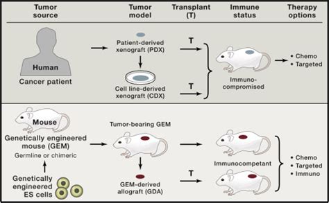 Preclinical Mouse Cancer Models A Maze Of Opportunities And Challenges