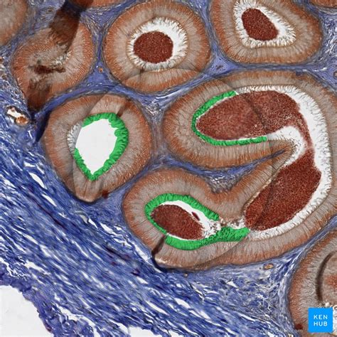 Stereocilia Histology And Function Kenhub