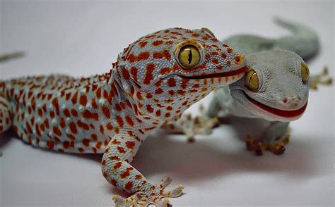 Guide To Leopard Gecko Morphs And Genetics Artofit