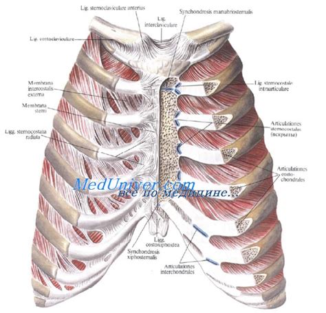 Топография груди Слои грудной клетки Поверхностная фасция грудной клетки