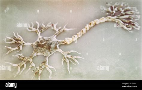 Brain Cells Under A Microscope