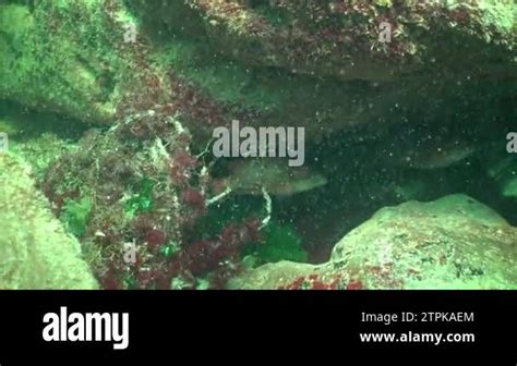 Underwater Footage Marine Fish Species Ocellated Wrasse Symphodus