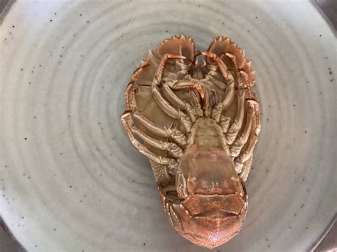 Underside Of The Slipper Lobster By Styracoart On Deviantart