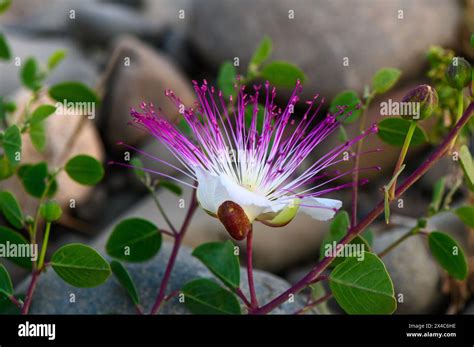 What Kind Of Flower Buds Are Capers At Frank Jimenez Blog