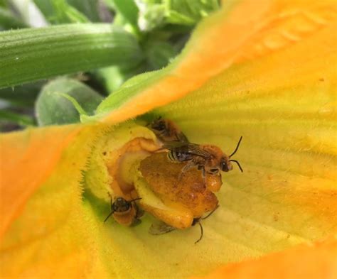 Tillage And Squash Bees Protect Your Best Source For Pollination In