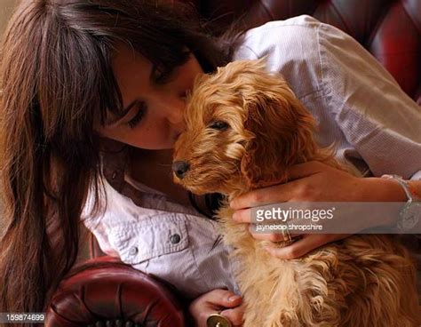 Cockapoo Adult Photos And Premium High Res Pictures Getty Images