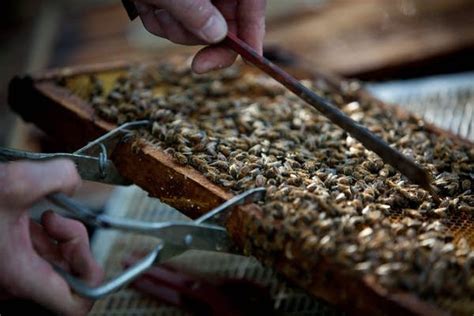 After Slow Start Beekeeping Permits Jump In Minneapolis Mpr News