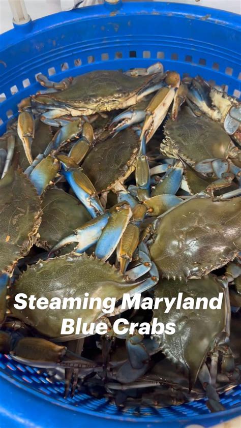 Steaming Maryland Blue Crabs Maryland Blue Crab Blue Crab Crab Recipes