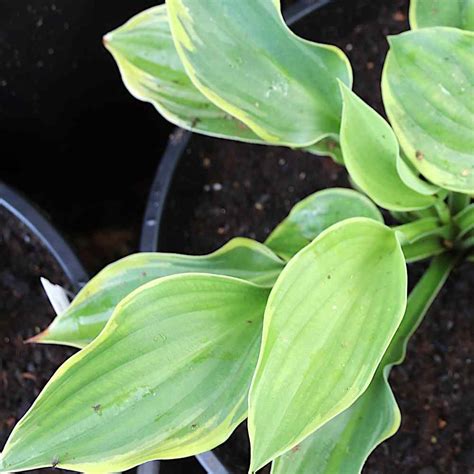 Hosta All That Jazz Stauderiket Blogg