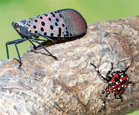 Why Do Spotted Lanternflies Look So Different
