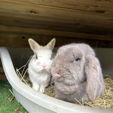 Tongue Out Tuesday Returns Fat Fluffs Rabbit Rescue Facebook