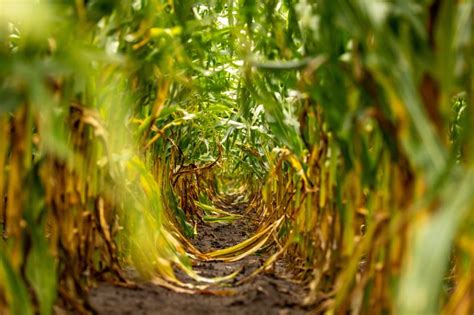 Tim Gabbert On Linkedin Sql Processmining Softwareengineerjobs