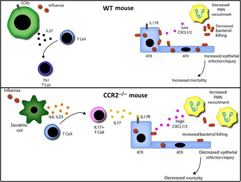 Ccr2 Mediates Increased Susceptibility To Post H1n1 Bacterial Pneumonia