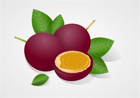 Free Passion Fruit Vector Illustration 126369 Vector Art At Vecteezy