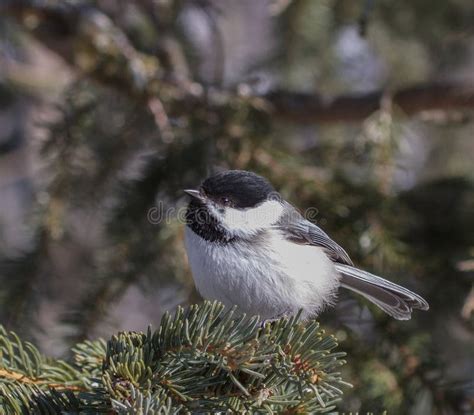 Black Cap Chickadee Stock Image Image Of Wallpaper Bird 39957539
