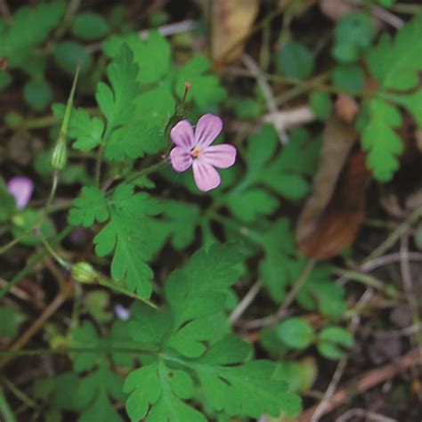 Geranium Robertianum · Earthhome Biodiversity