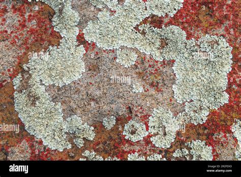 Postberg Section West Coast National Park Langebaan Western Cape