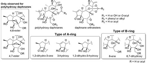 Structure Of Polyhydroxy Daphnanes And Daphnane Orthoesters Isolated