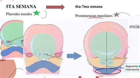 Embriologia De La Cara Pptx